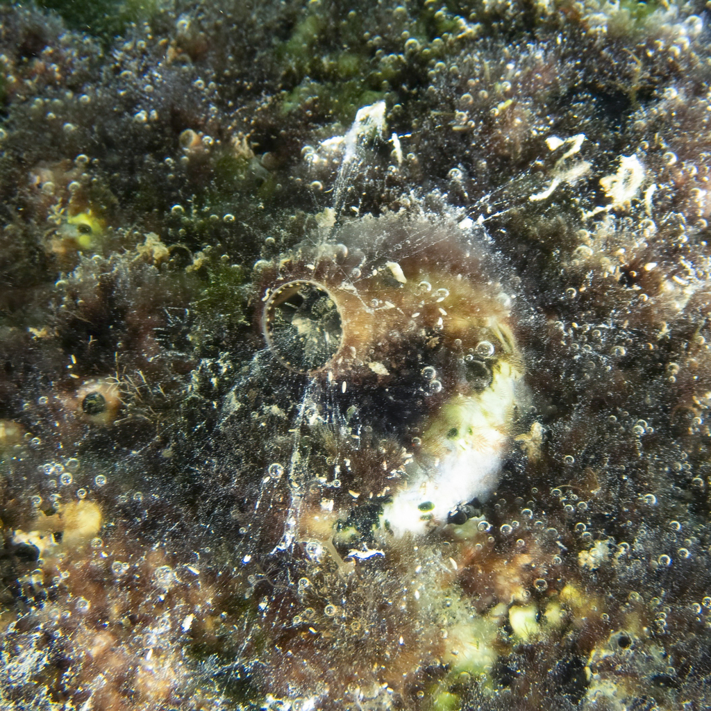 Worm Snails from Far Rocks, Lord Howe Island on February 26, 2022 at 11 ...