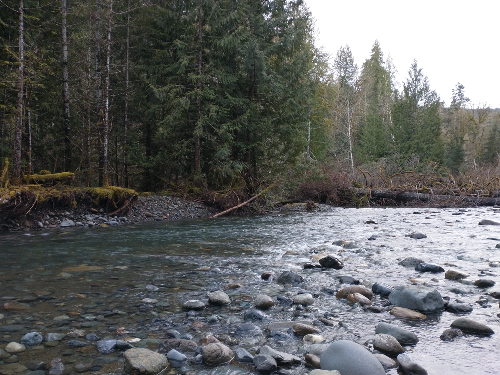 American Dipper from Fanny Bay, BC V0R 1W0, Canada on February 13, 2024 ...