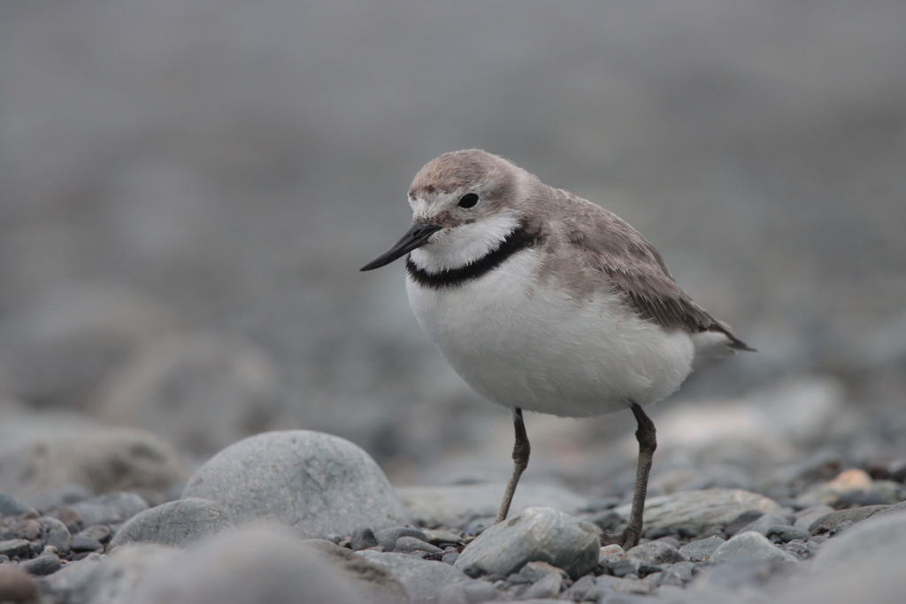 Wrybill from Mackenzie District, Canterbury, New Zealand on December 17 ...