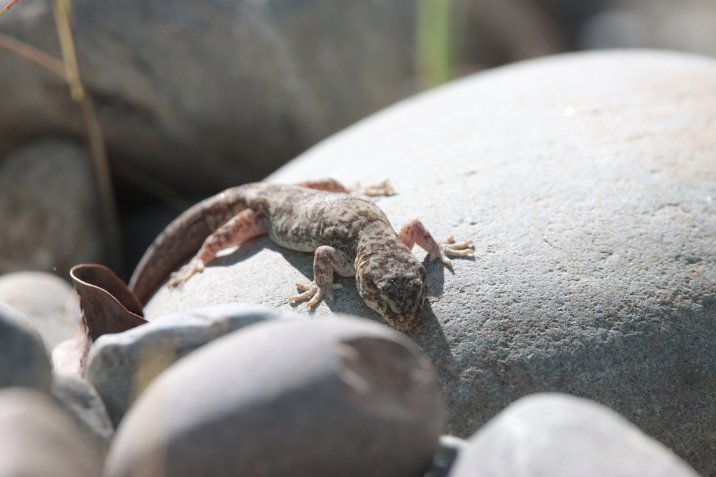 Southern Alps Gecko in December 2023 by Noah Fenwick · iNaturalist