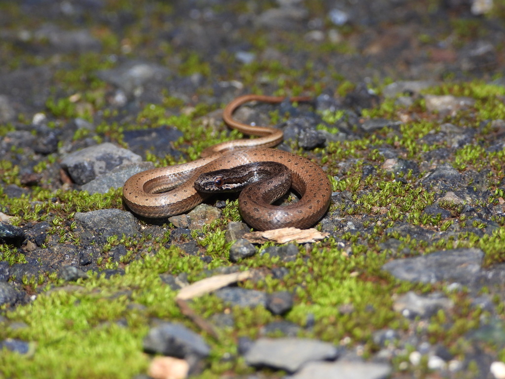 Puerto Rican garden snake from Planas, Isabela, Puerto Rico on December ...