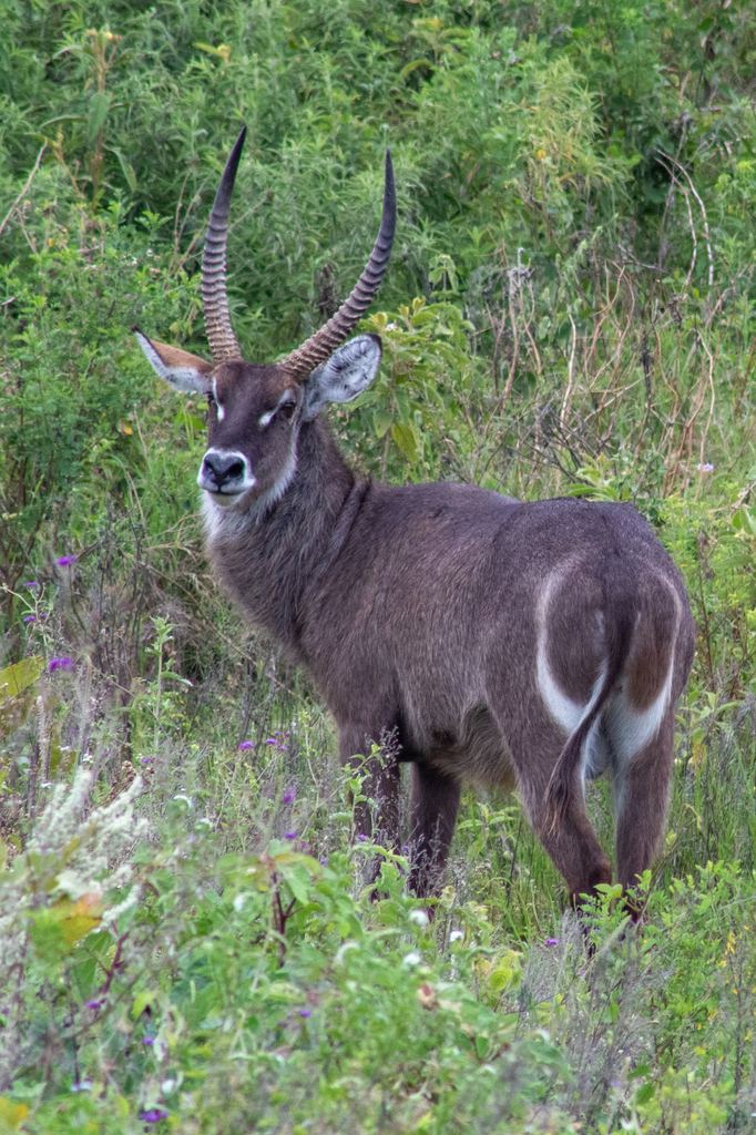 Common Waterbuck from Arusha National Park, Tanzania on March 9, 2020 ...