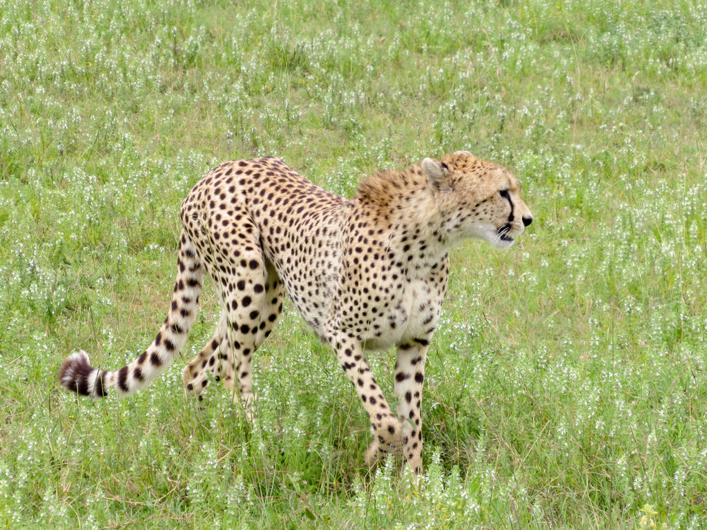 Southern and Eastern African Cheetah in March 2020 by Wilson Yau ...