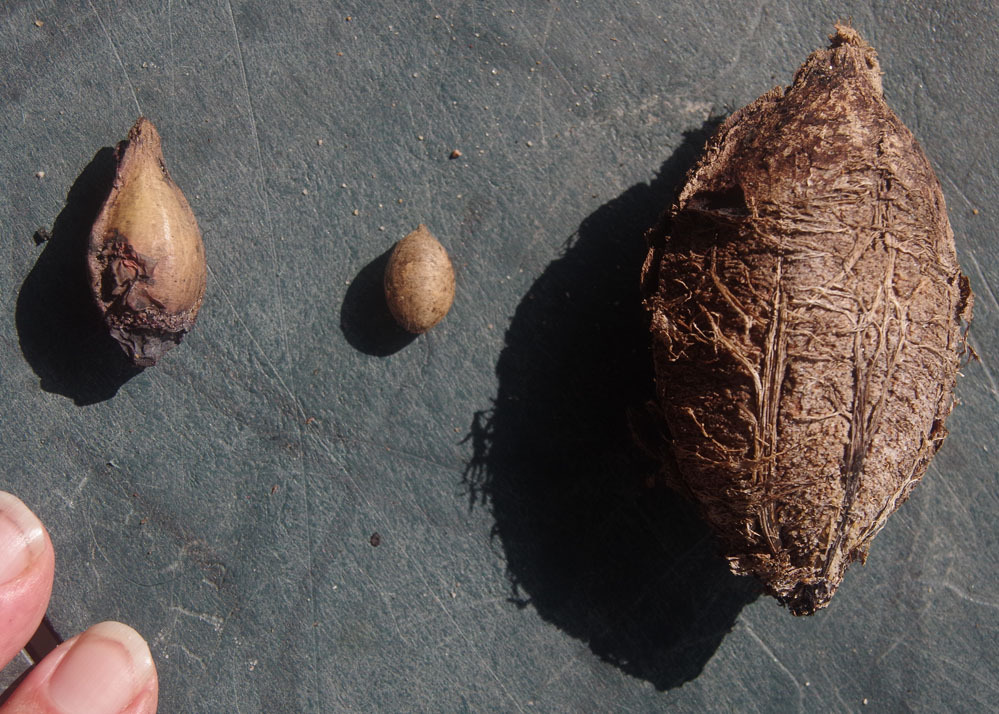 Australian Almond from Cairns QLD, Australia on September 18, 2013 at ...