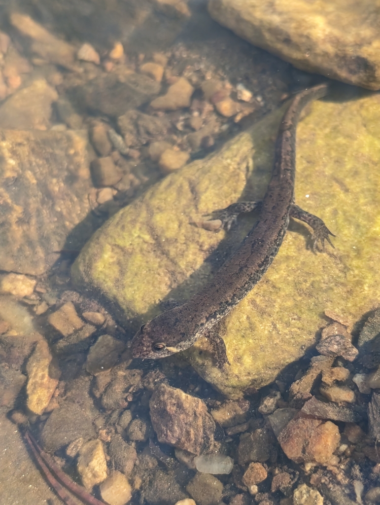 Wolf Dusky Salamander in February 2024 by Billy Gottenstrater · iNaturalist