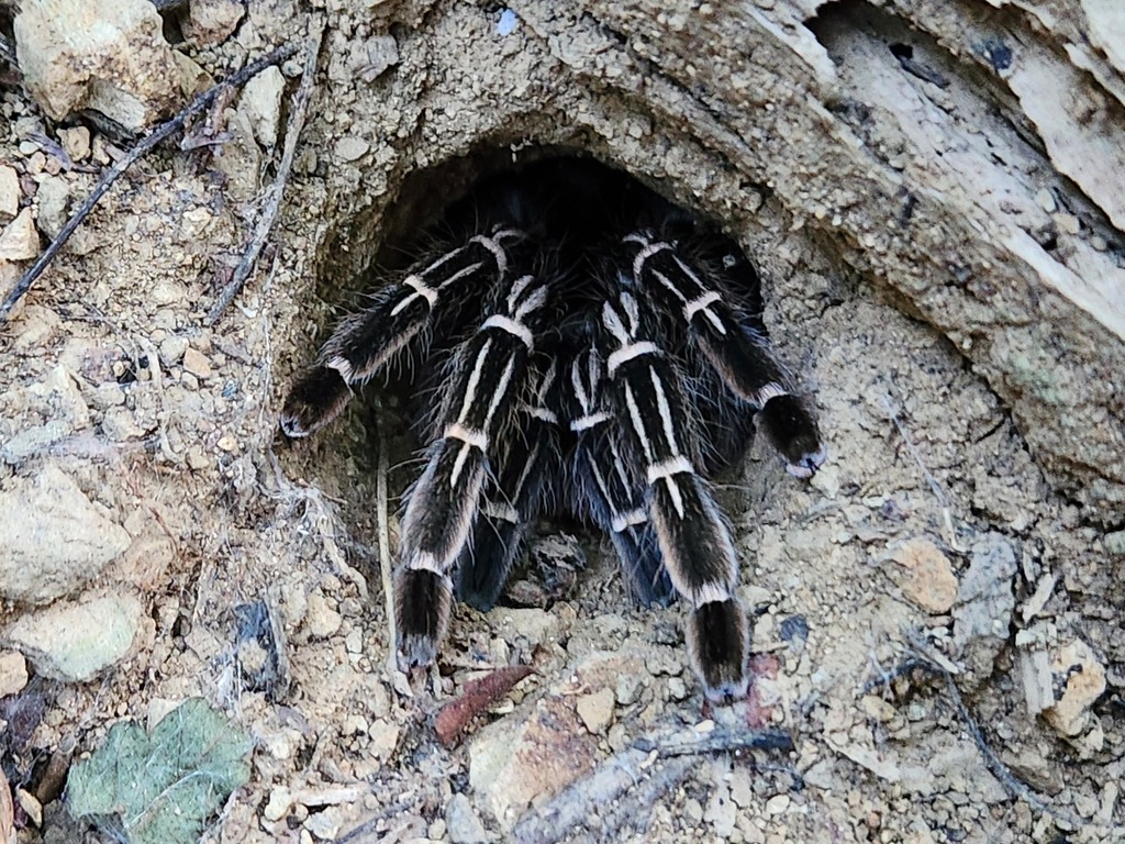 Costa Rican Striped-knee Tarantula from San Juan del Sur, Nicaragua on ...