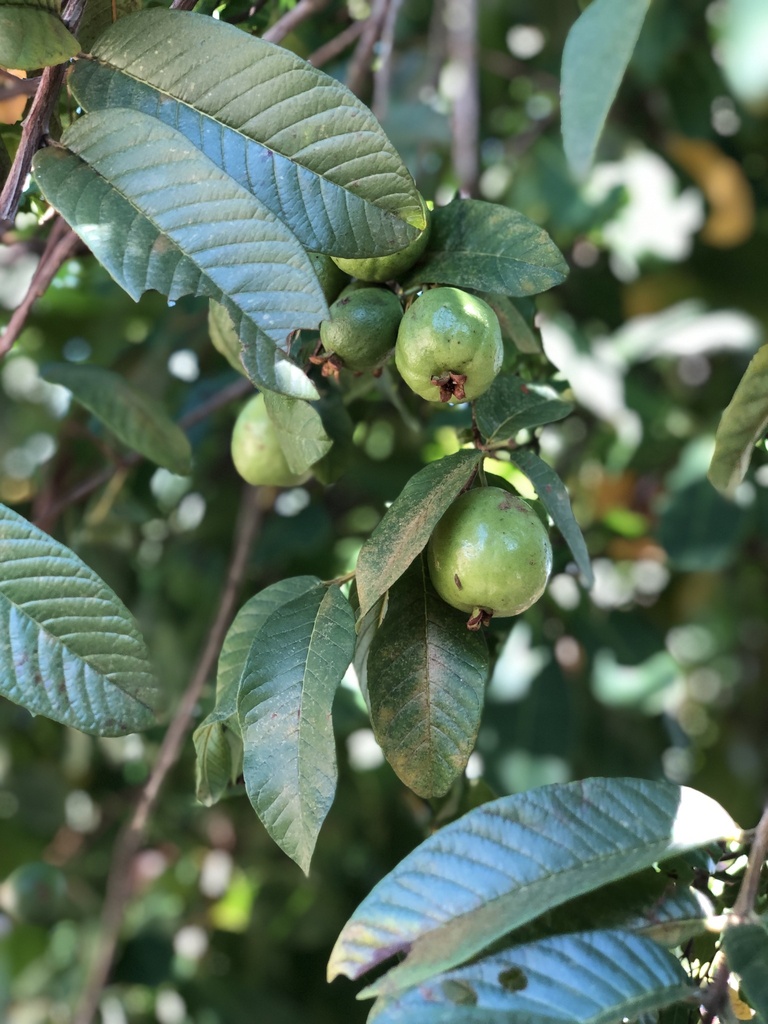 Common guava from Rua Sinésio Pereira, Manacapuru, AM, BR on February ...
