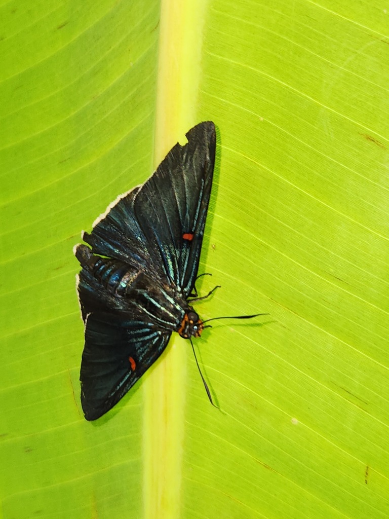 Guava Skipper from Laguna de Perlas, Atlántico Sur, Nicaragua on ...