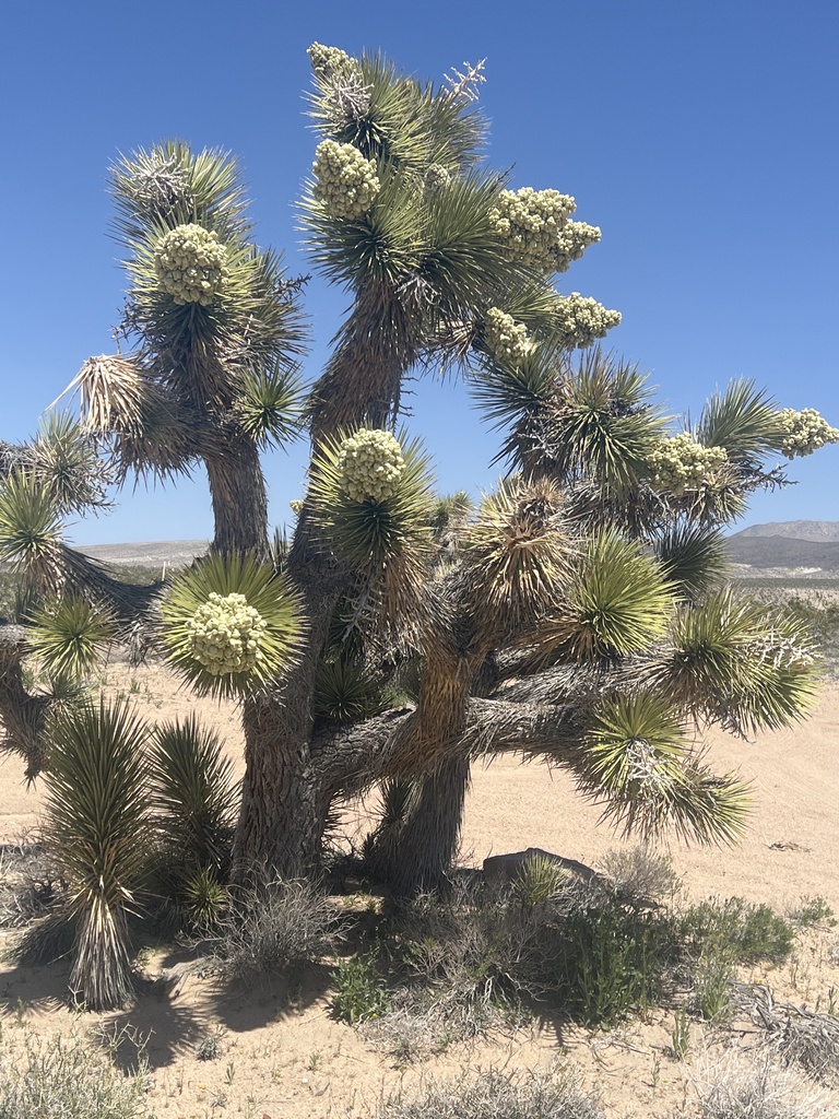 Joshua Tree from Olancha, CA, US on April 13, 2023 at 01:10 PM by ...