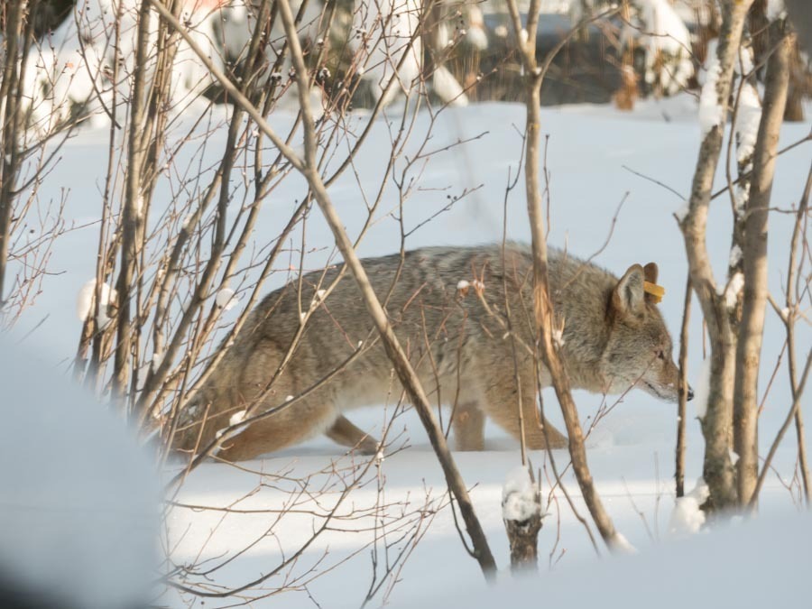 Coyote from Whitemud Creek Ravine North, Edmonton, AB T6H, Canada on ...