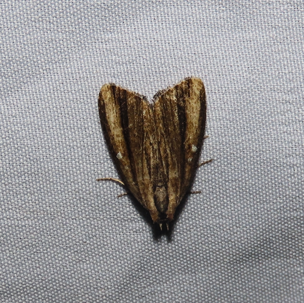Ercheia cyllaria from Assam 788727, India on February 11, 2024 at 10:11 ...