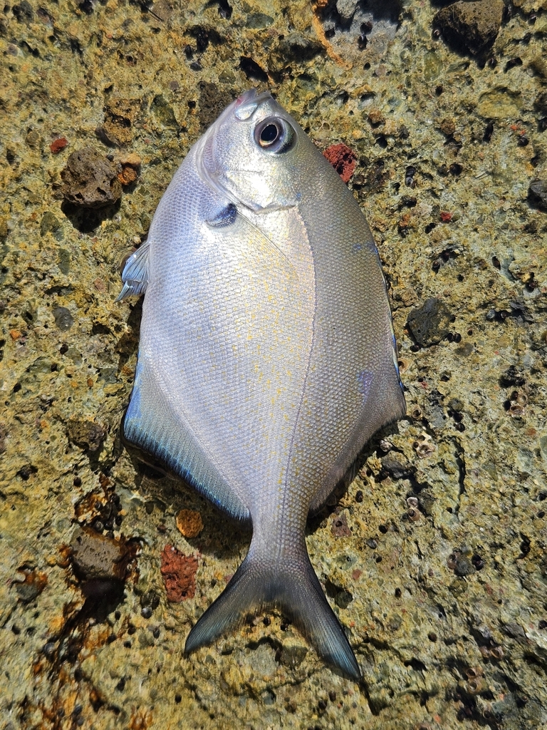Silver Sweep from Waihi, New Zealand on February 15, 2024 at 10:16 AM ...