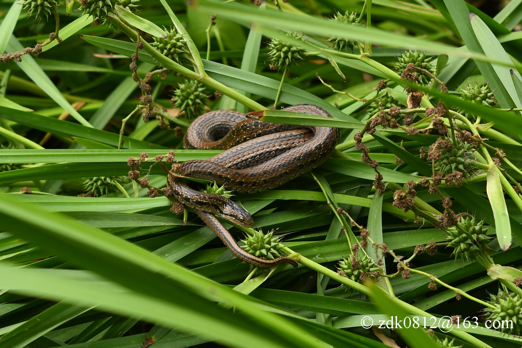 Frog-eating Rat Snake from Xiangshan Haidian Beijing China on June 17 ...