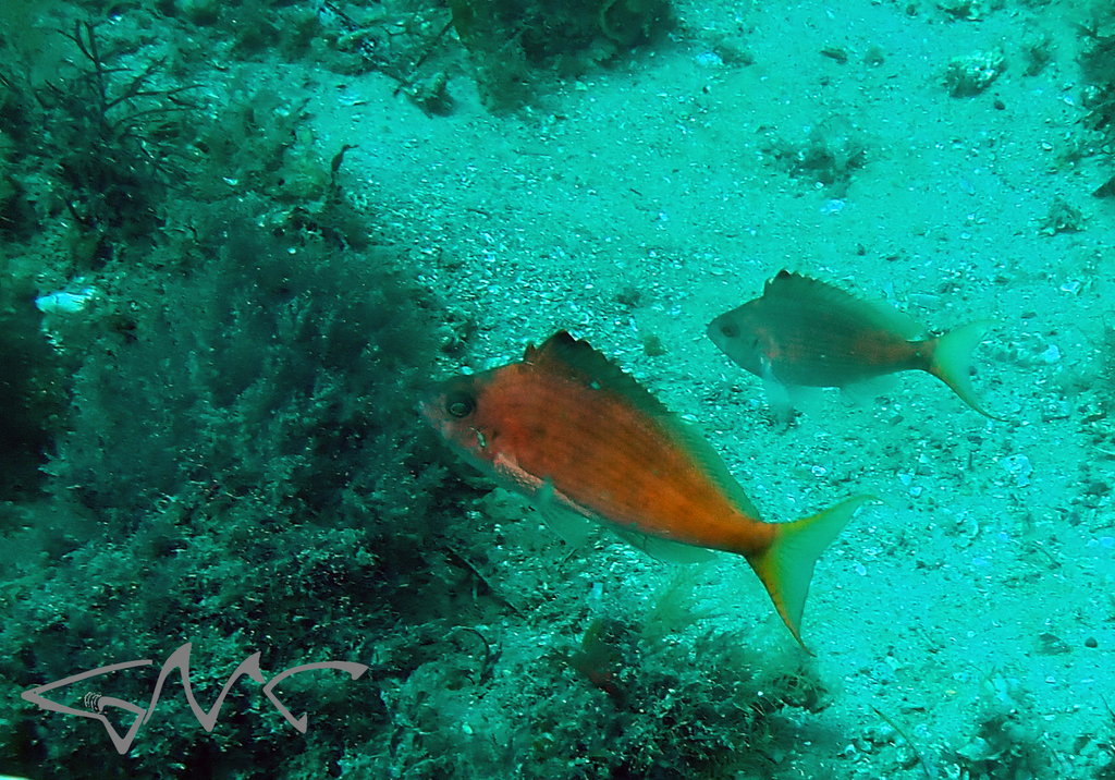 Lyretail Hawkfish from Fly Point Dive on February 12, 2024 at 11:40 AM ...