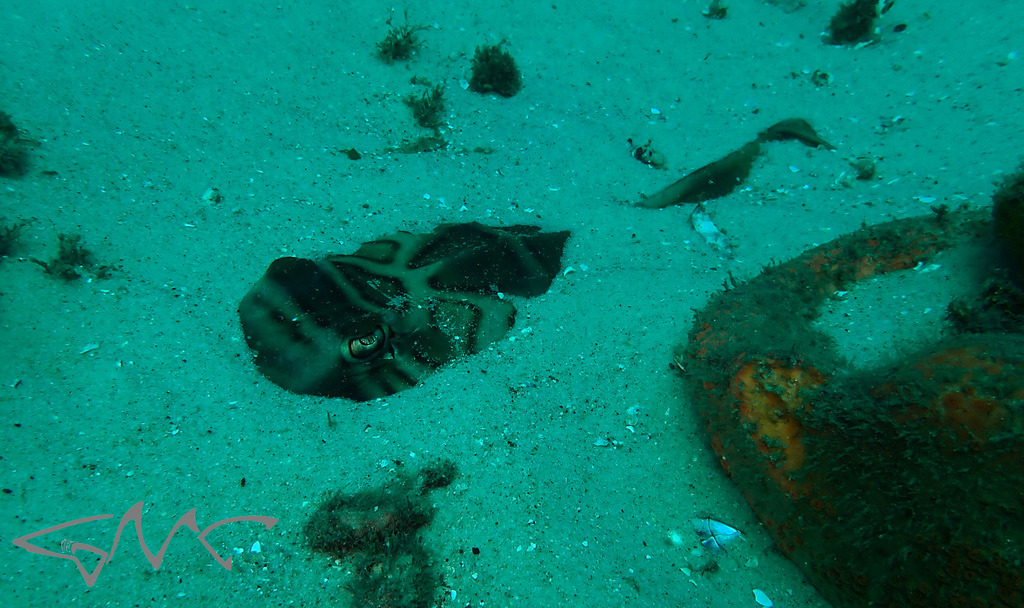 Banjo Ray from Fly Point Dive on February 12, 2024 at 11:45 AM by Tony ...