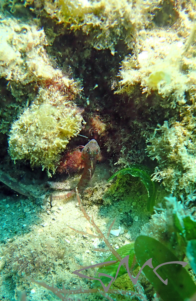 Eastern Jumping Blenny from Fly Point Dive on February 12, 2024 at 11: ...