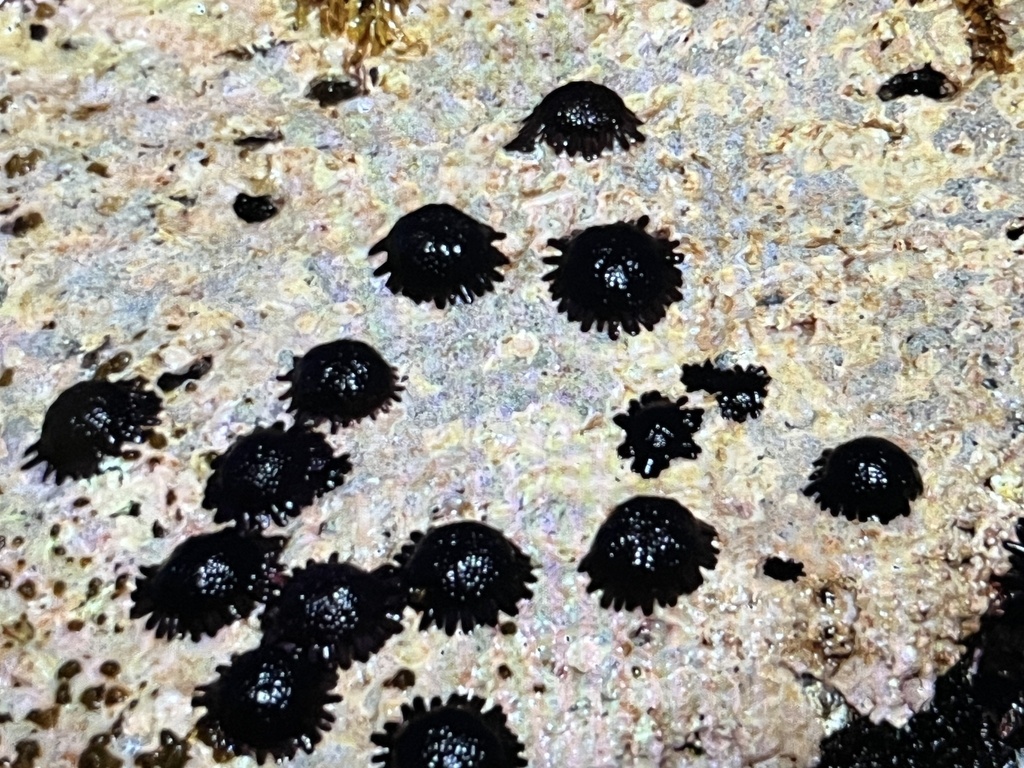 Shingle Urchin from Honokohau Bay, Kalaoa, HI, US on February 14, 2024 ...