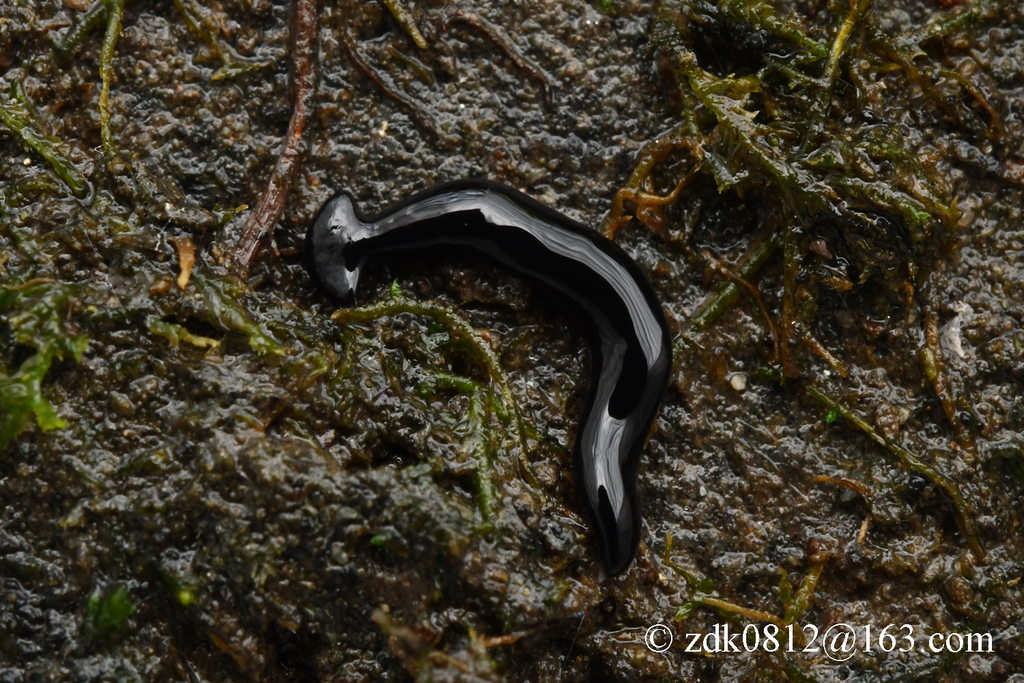 Hammerhead Worms from Xiangshan Haidian Beijing China on October 9 ...