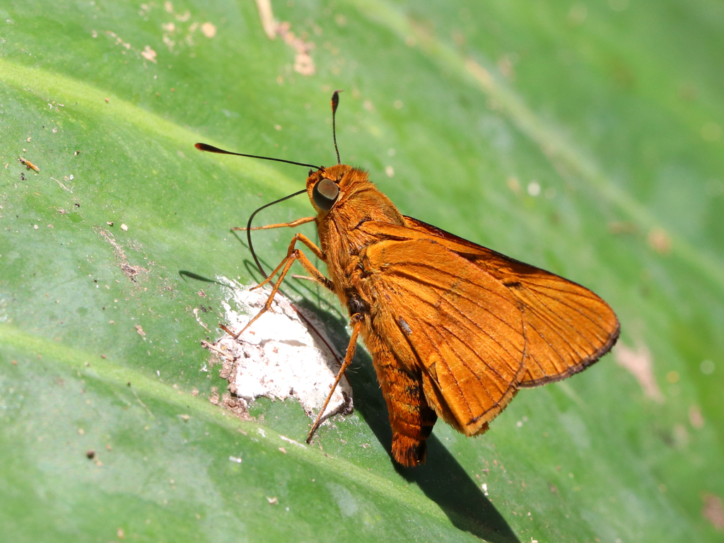 Orange Palm Dart from Broken Head NSW 2481, Australia on January 31 ...