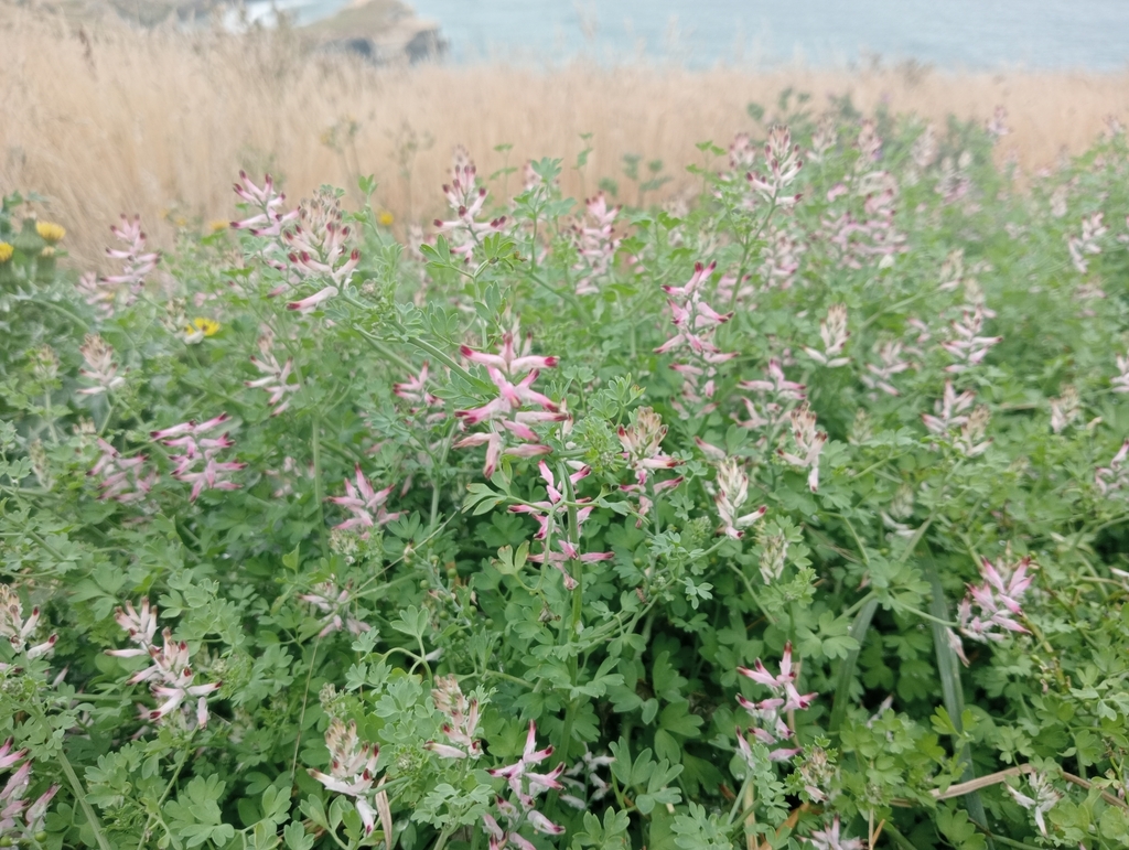 tall ramping-fumitory from Blackhead, Dunedin, New Zealand on February ...