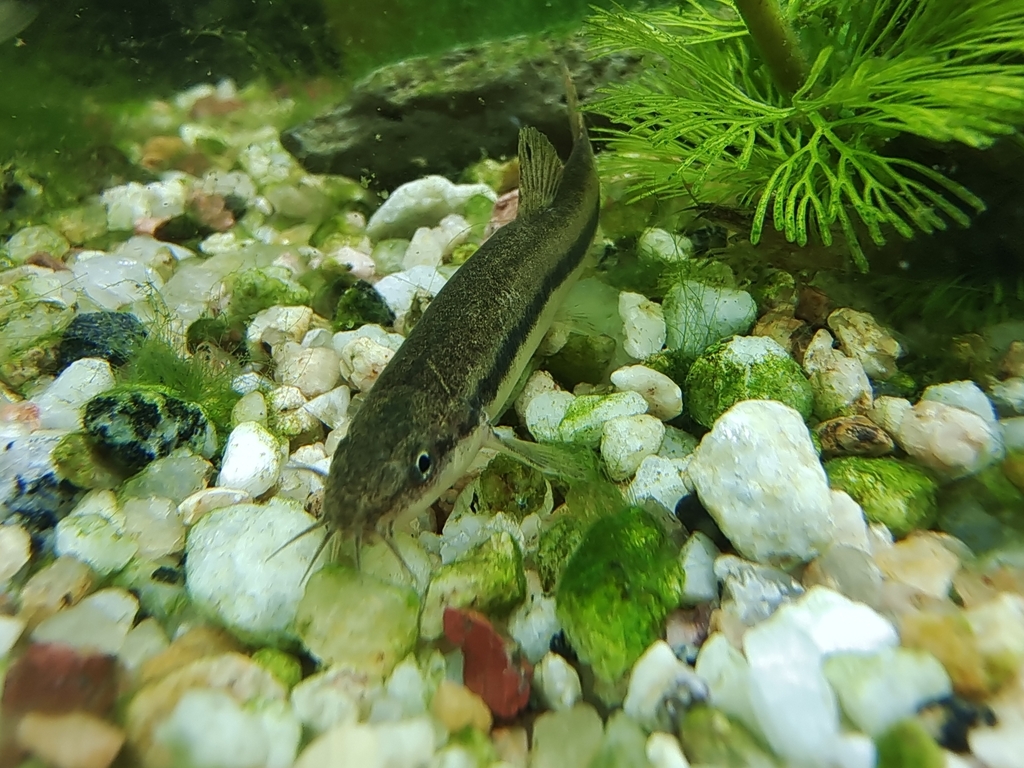Lefua costata from 历城区 on June 06, 2021 at 08:21 PM by 李博恒 · iNaturalist