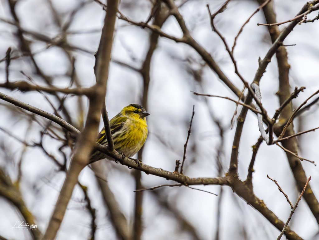 Eurasian Siskin from Isani-Samgori, Tbilisi, Georgia on February 12 ...