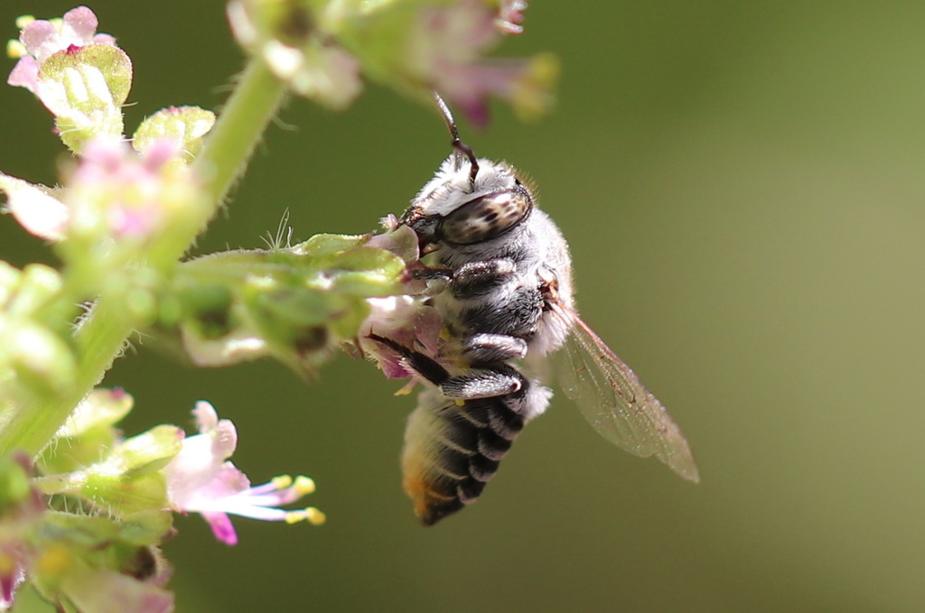 Bees in April 2023 by Ahmed Almansoori · iNaturalist