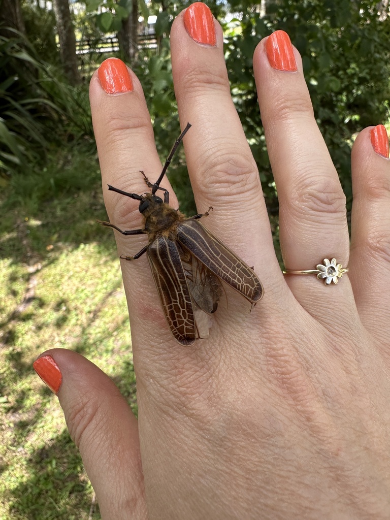 Huhu from North Island, Waitoki, Auckland, NZ on January 25, 2024 at 02 ...