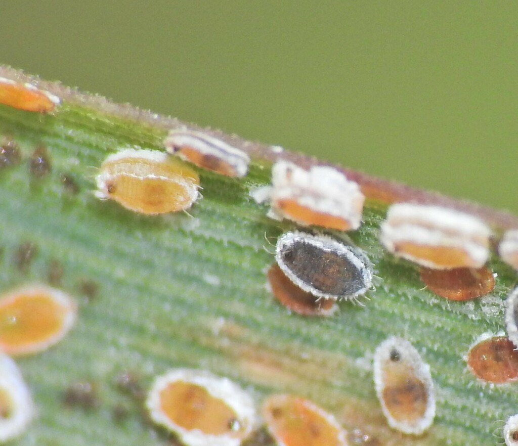 Neomaskellia bergii from Talegalla Weir QLD 4650, Australia on February ...