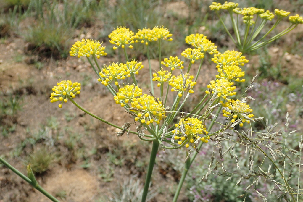 Afrosciadium magalismontanum from Jukskei View, Midrand, South Africa ...