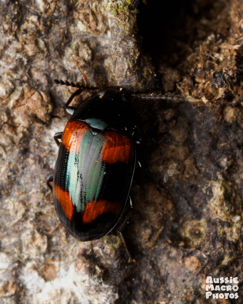 Cucujiform Beetles from Buggin in Cairns Botanic Gardens, QLD ...