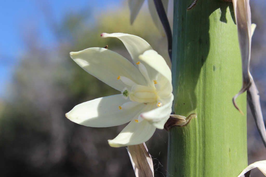 Century plant subfamily (Agavoideae) - Botanical Realm