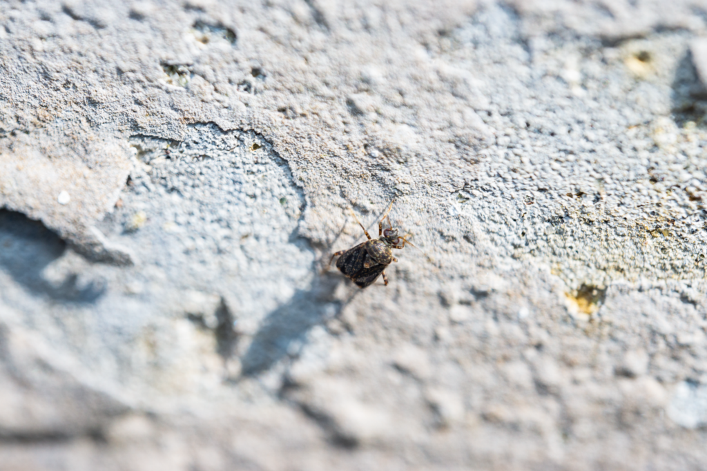 Charagochilus angusticollis from 中国上海市松江区 on February 14, 2024 at 02:44 ...