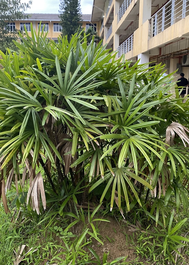 Little Lady Palm from Universiti Teknologi MARA Perak Branch, Seri ...
