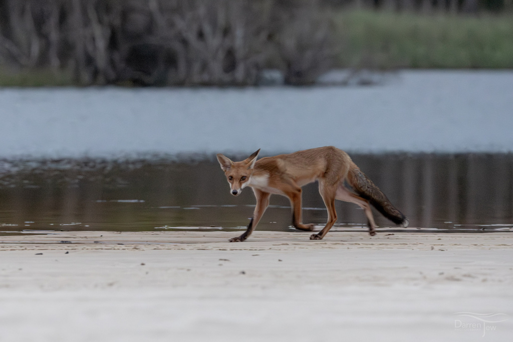 Red Fox from Bribie Island National Park and Recreation Area, Welsby ...