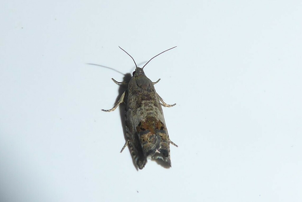 Gorse Pod Moth from Waikouaiti, New Zealand on February 6, 2024 at 09: ...