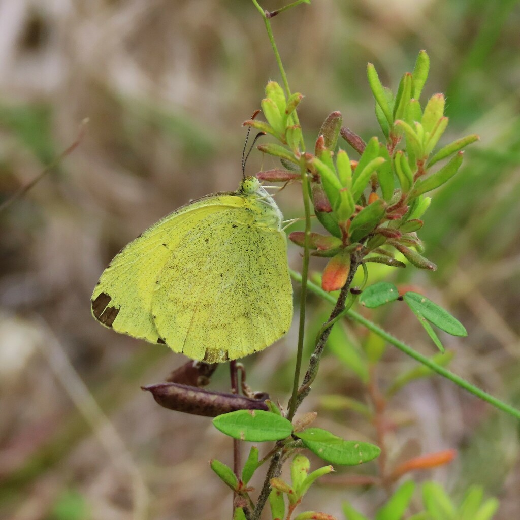 Small Grass-yellow from Wallaga Lake NSW 2546, Australia on February 15 ...