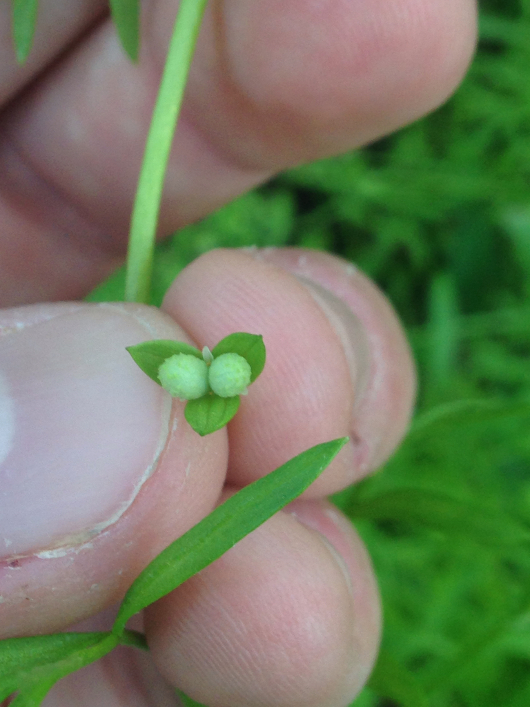 false mermaid (Floerkea proserpinacoides) - Botanical Realm