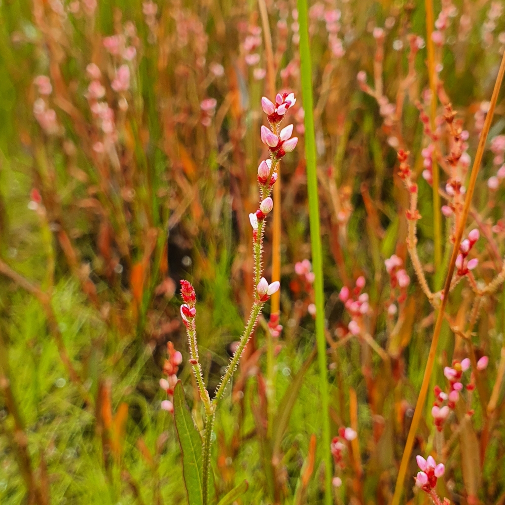 Rough Knotweed from Mkhomazi Wilderness area, South Africa on February ...