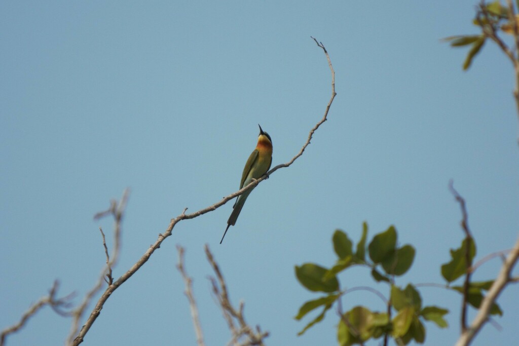Blue-tailed Bee-eater from Ongkharak, TH-NN, TH on February 15, 2024 at ...