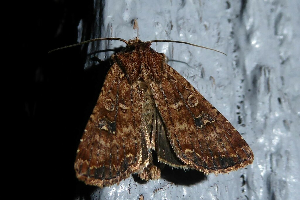 Ichneutica morosa from Waikouaiti, New Zealand on February 6, 2024 at ...