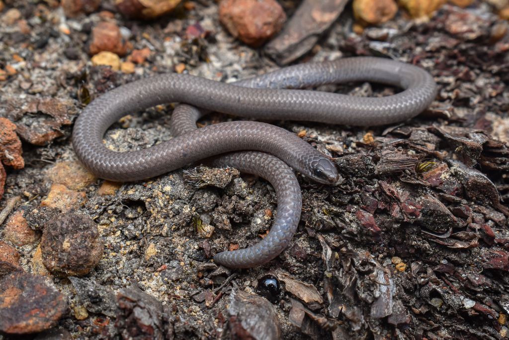 Pretty Worm-lizard in February 2024 by Forrest He · iNaturalist