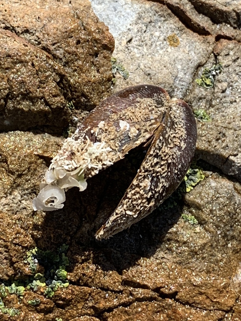 Modiolus from Yuraygir National Park, Minnie Water, NSW, AU on February ...