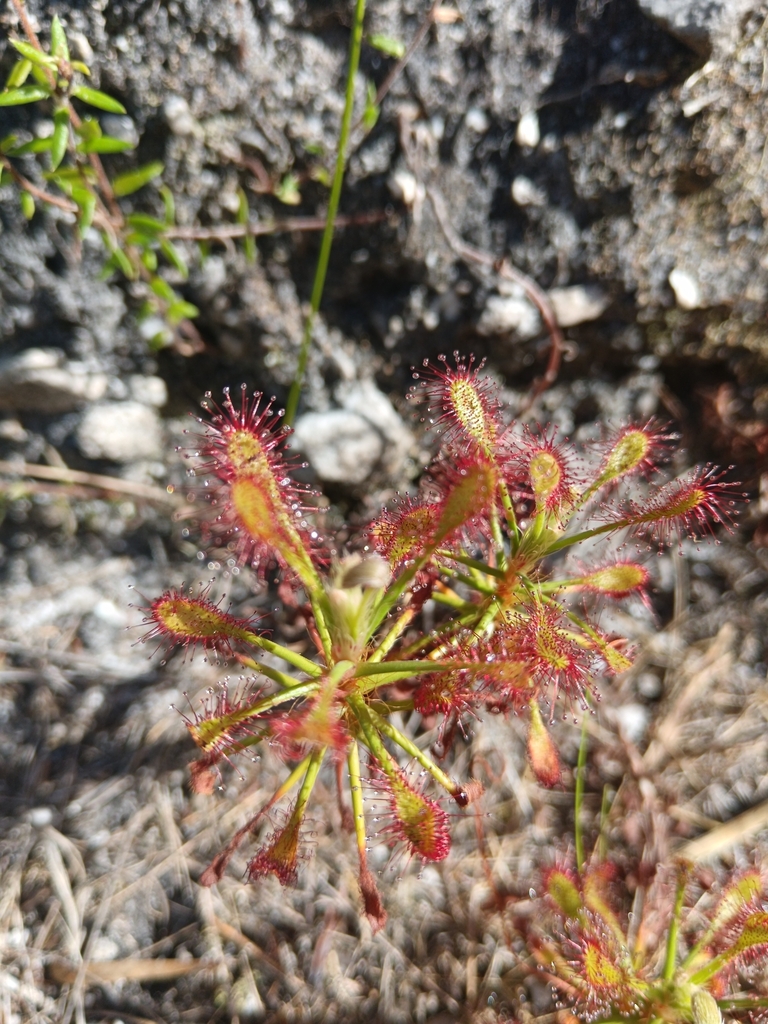 Spoon Sundew from Overstrand Local Municipality, South Africa on ...