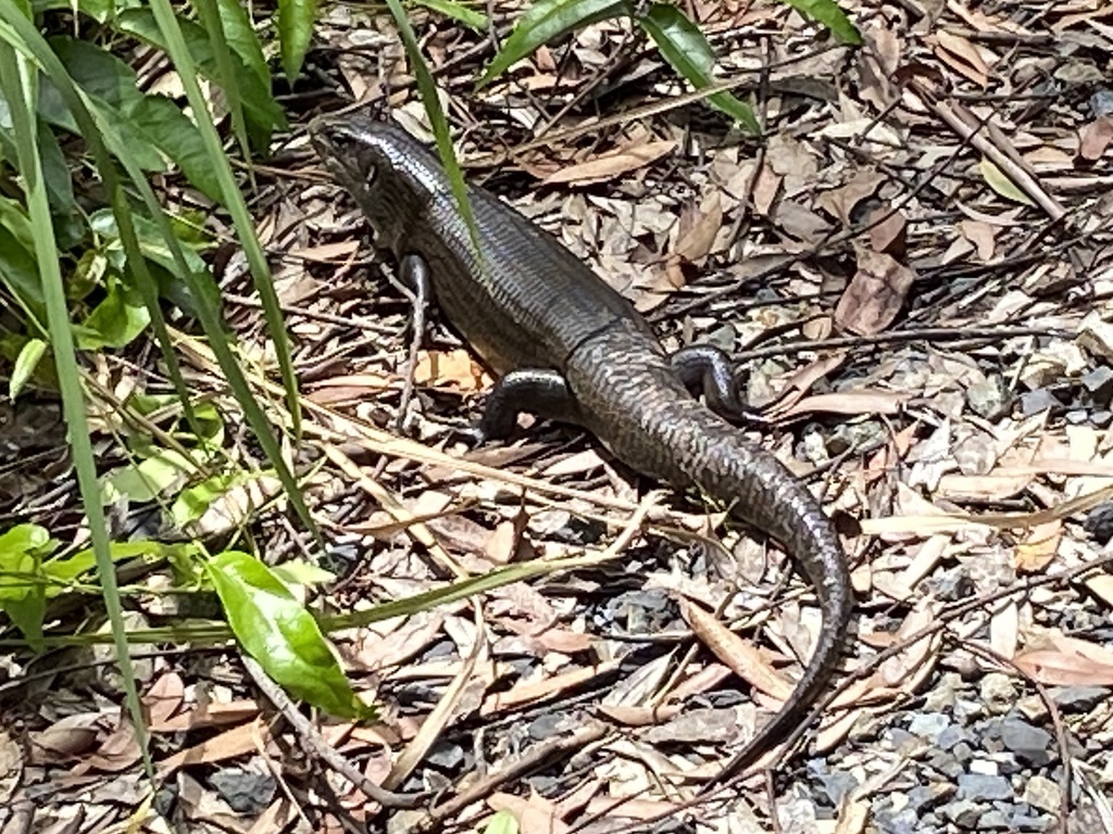 Land Mullet from Port Macquarie, NSW, AU on February 9, 2024 at 01:42 ...