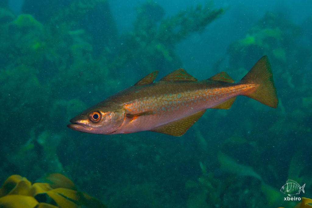 Atlantic pollock from Malpica on July 15, 2021 at 01:05 PM by Xaime ...
