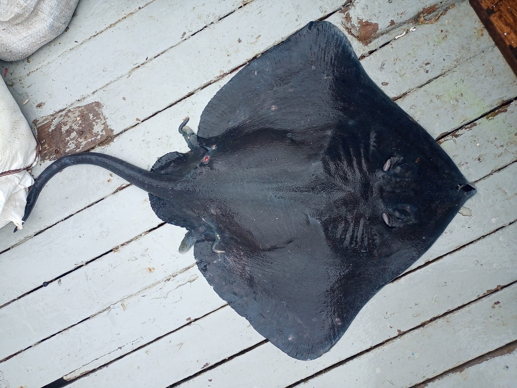 Peruvian Skate (Bathyraja peruana) - Marine Life Identification