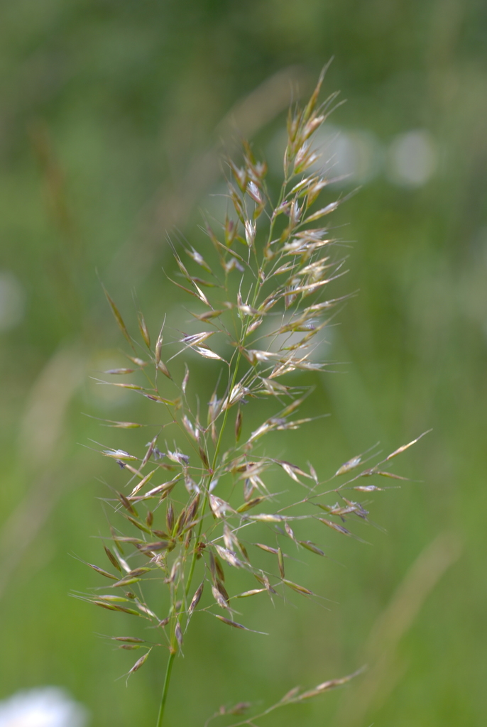 Wiesen-Goldhafer (002 Spickzettel Poaceae) · iNaturalist