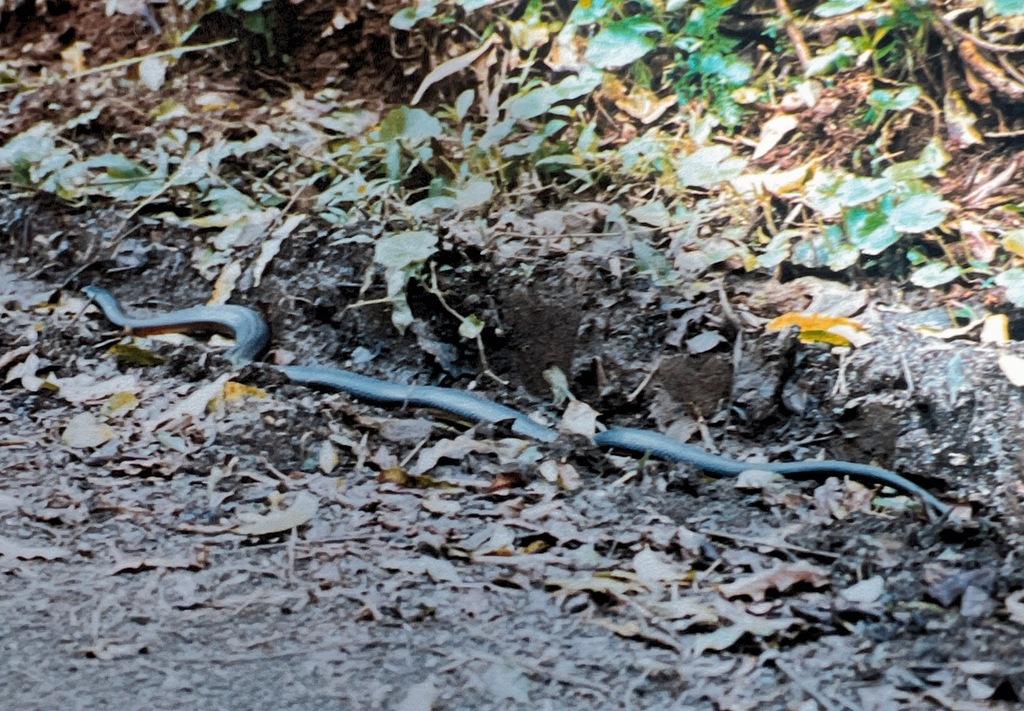 Red-bellied Black Snake from JW6R+84 Border Ranges National Park ...