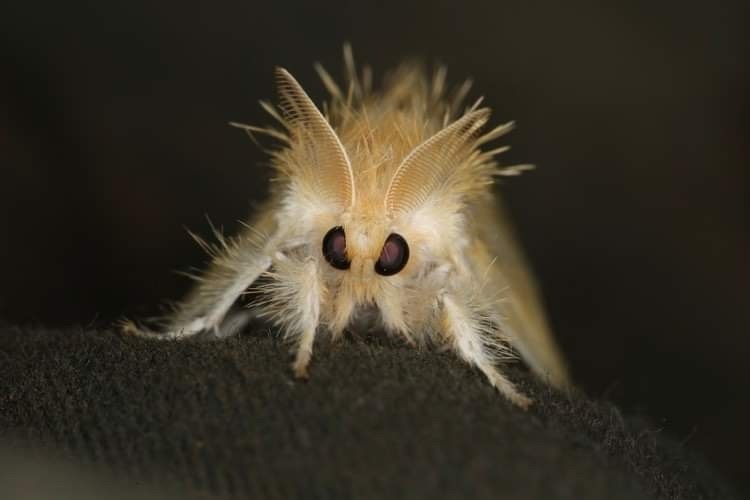 Tussock Moths from Musa, Mawokota, Central, UG on January 13, 2024 at ...